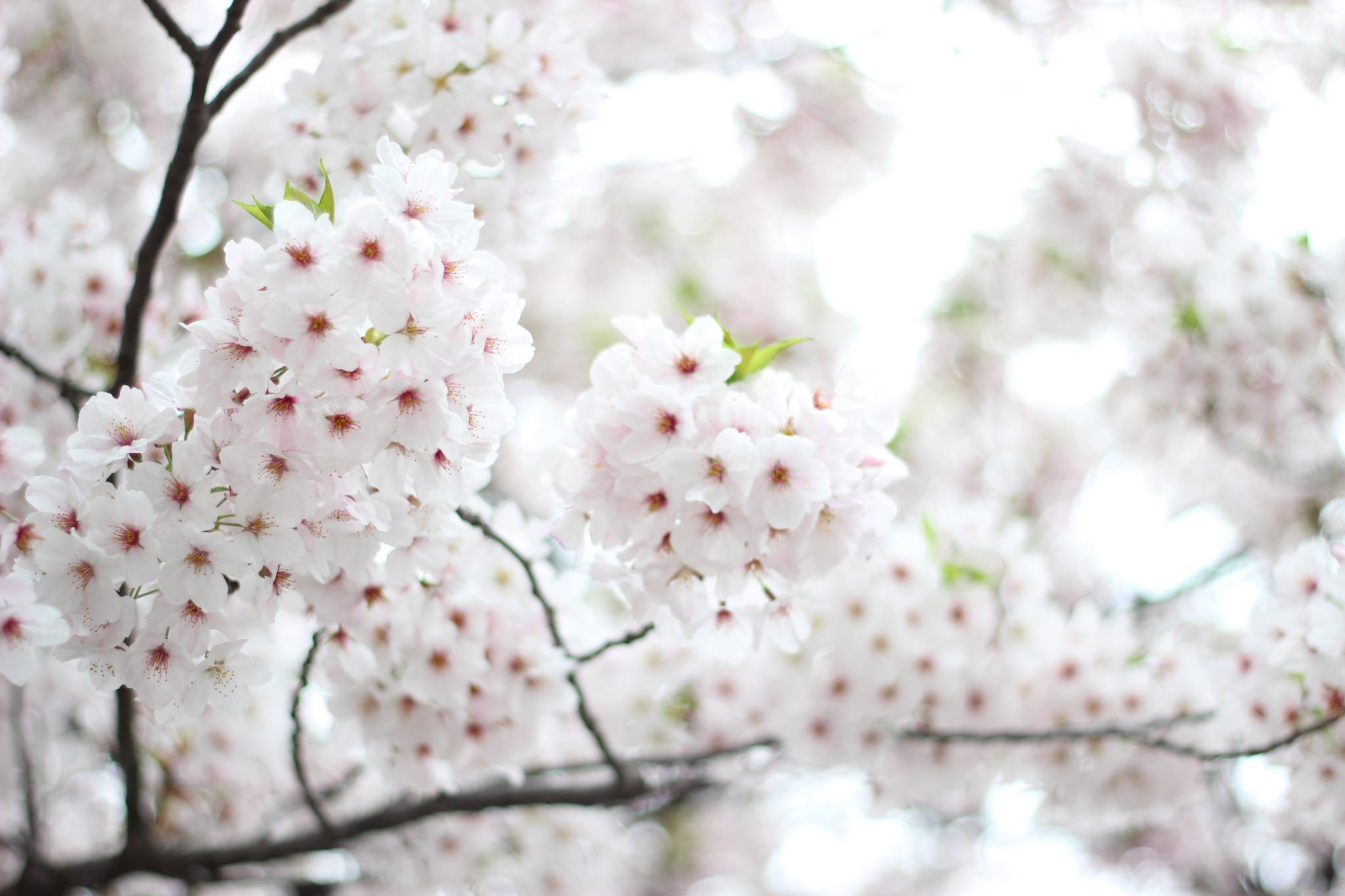 Los Diez Sitios De Descubriendo Japón Para Ver El Sakura